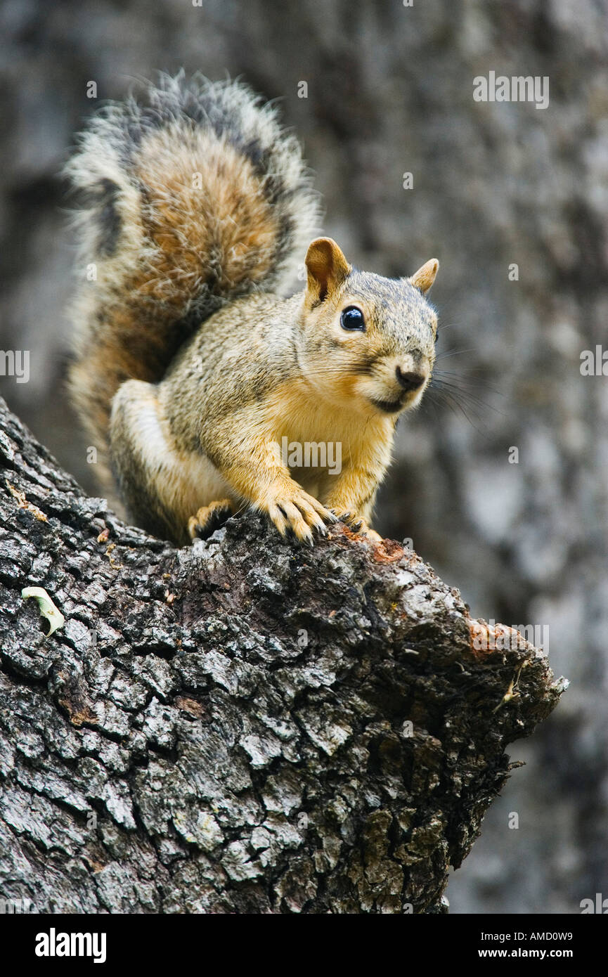 Squirrel in Oak Tree Stock Photo - Alamy