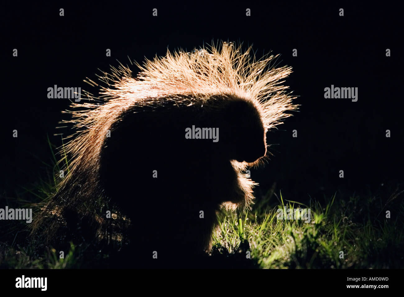 North american porcupine texas hi-res stock photography and images - Alamy
