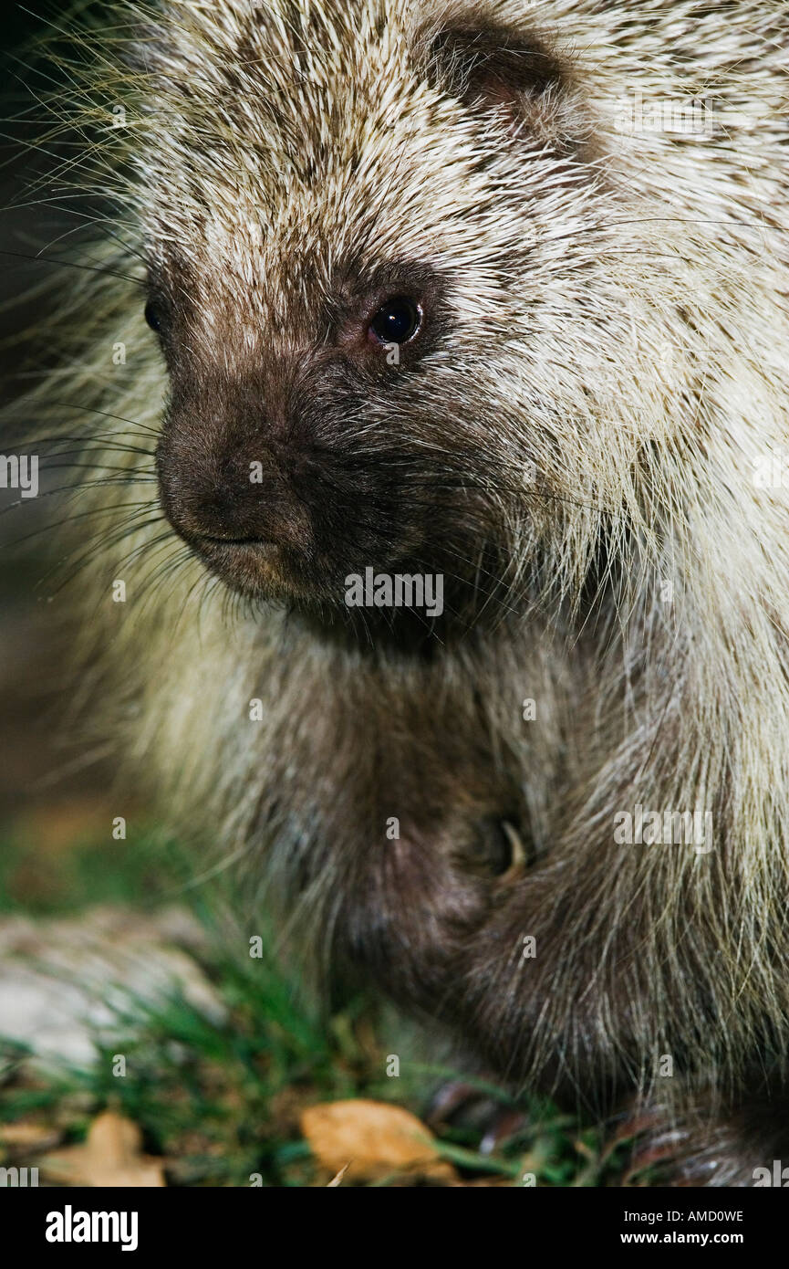 North american porcupine texas hi-res stock photography and images - Alamy
