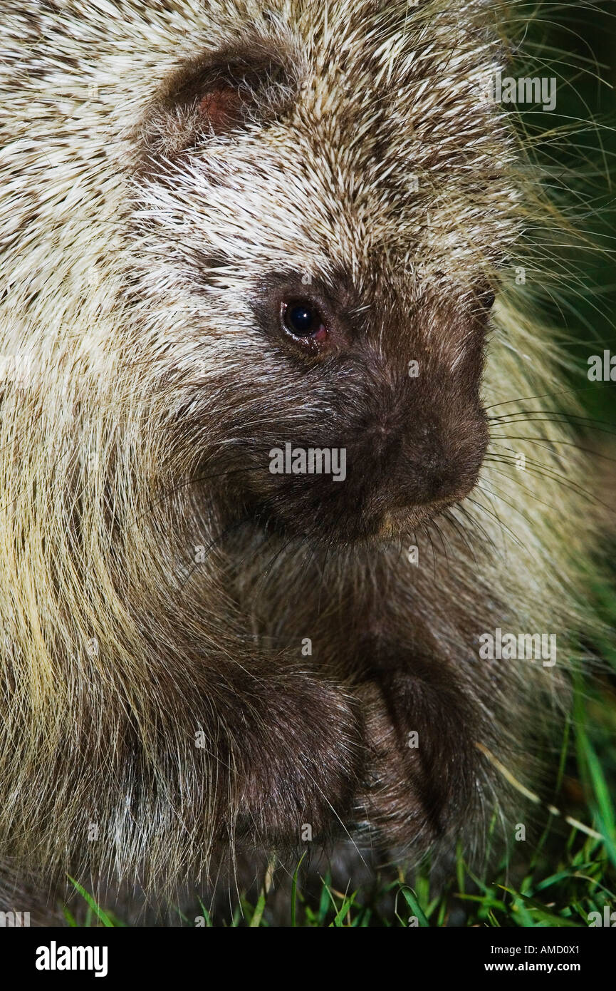 North american porcupine texas hi-res stock photography and images - Alamy