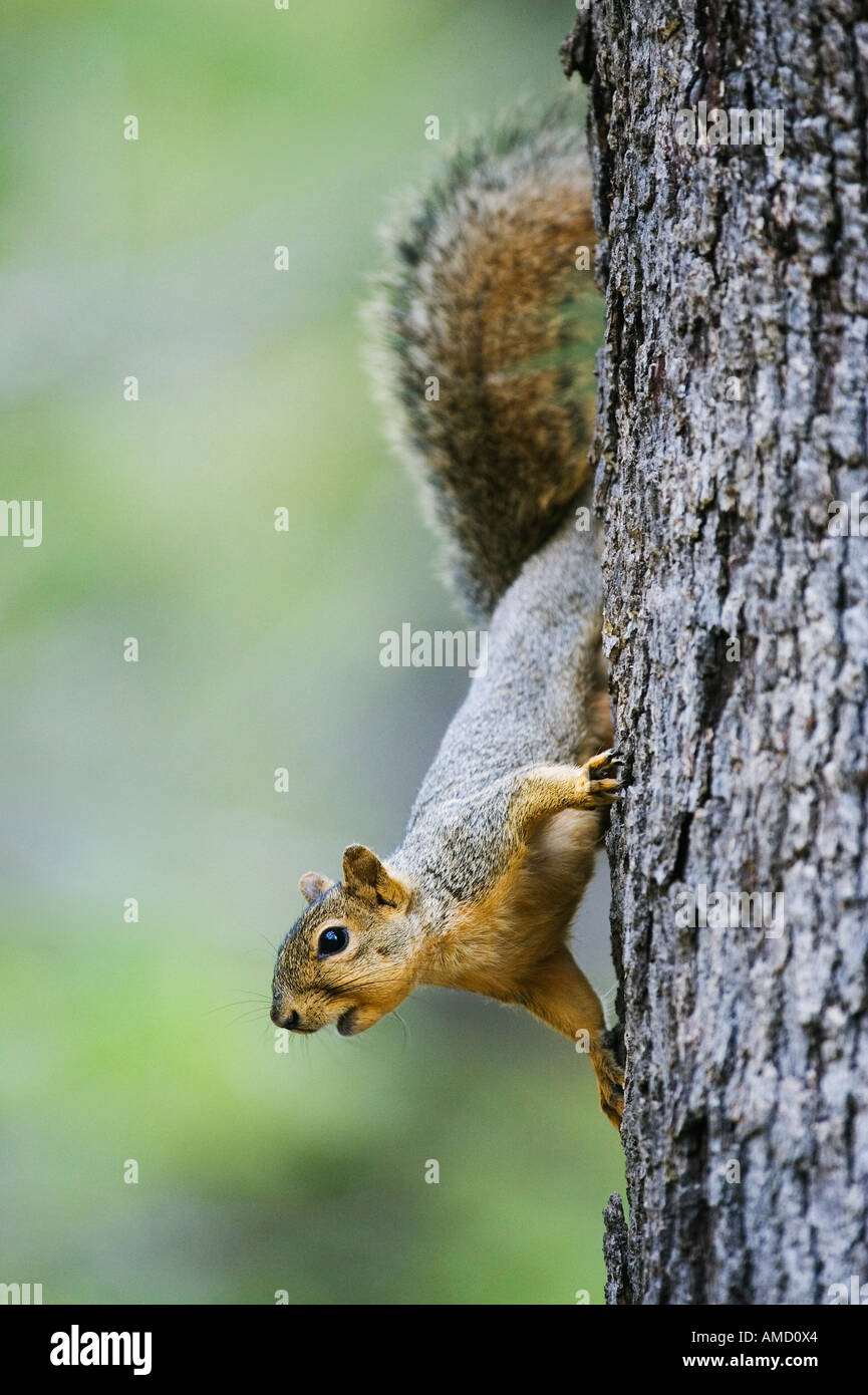 Squirrel on Oak Tree Stock Photo - Alamy