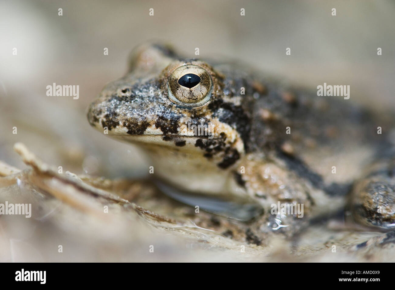 Close up american toad face hi-res stock photography and images - Alamy