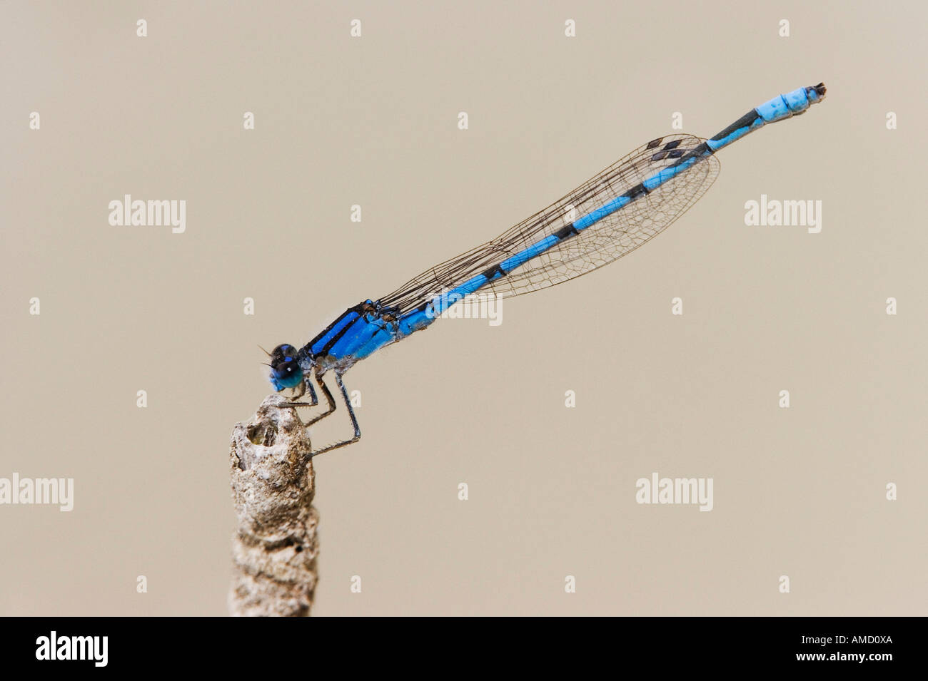 North american damselfly hi-res stock photography and images - Alamy