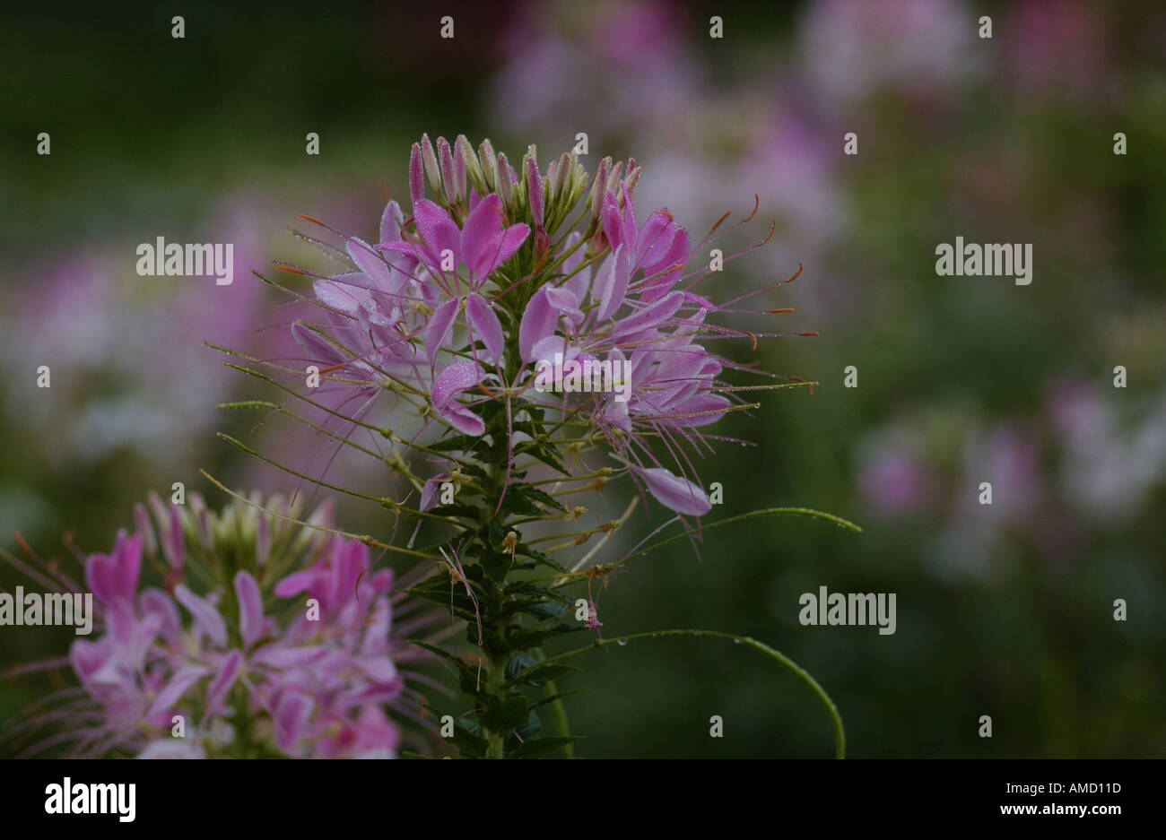 Flowers in the English Garden at Assiniboine Park Winnipeg Manitoba ...