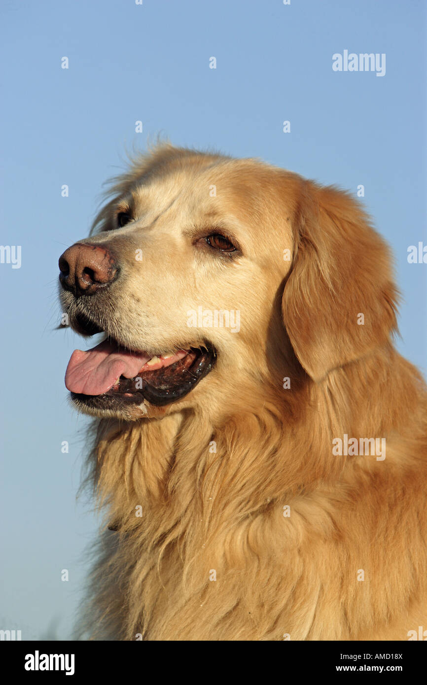 Hovawart dog - portrait Stock Photo - Alamy