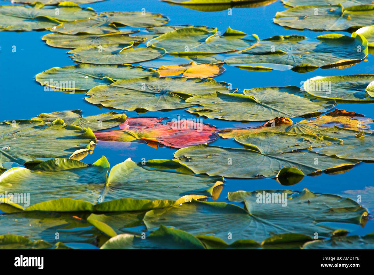 colorful water lily pads Stock Photo - Alamy
