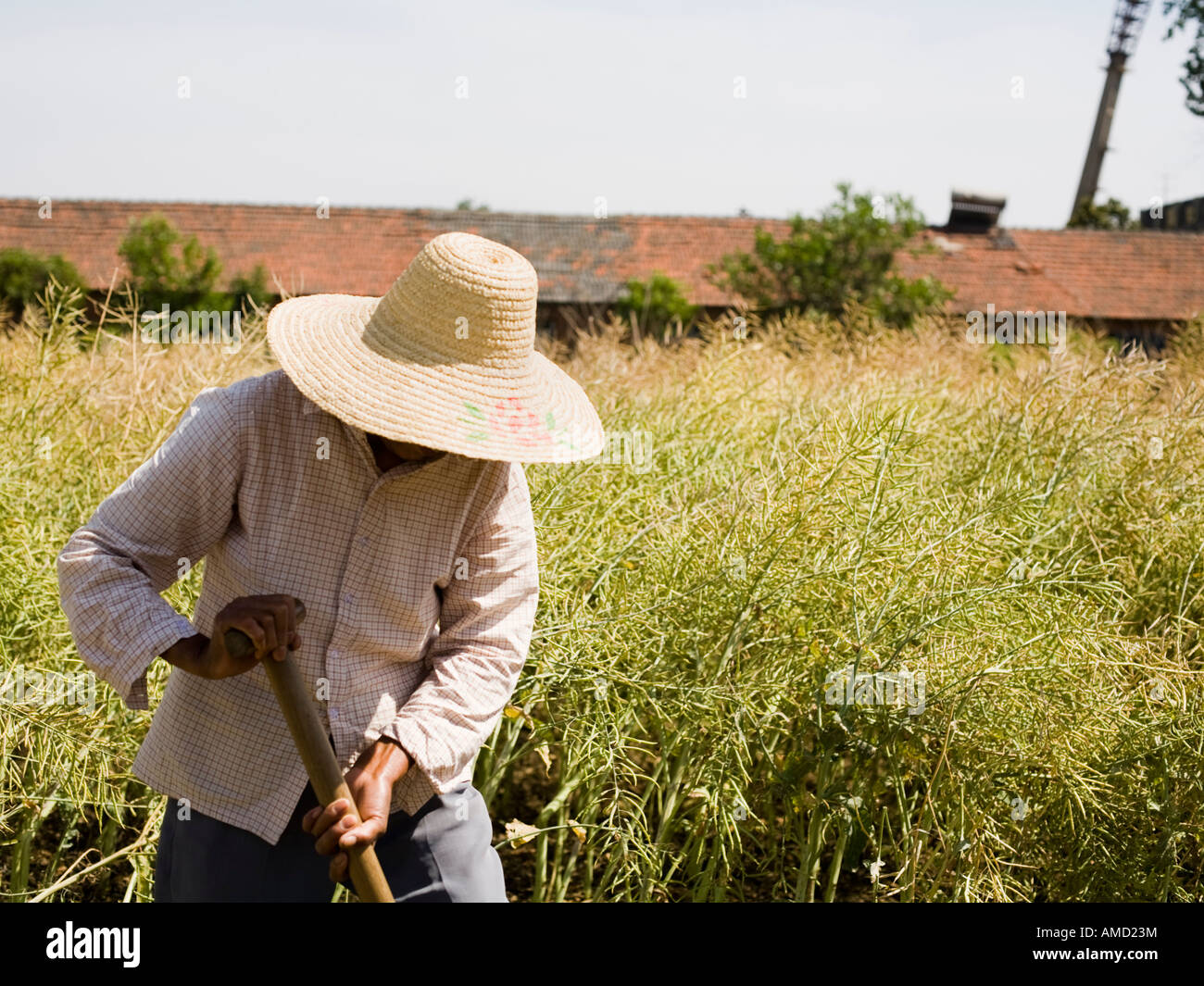 Person with straw hat working in farmer's field Stock Photo - Alamy