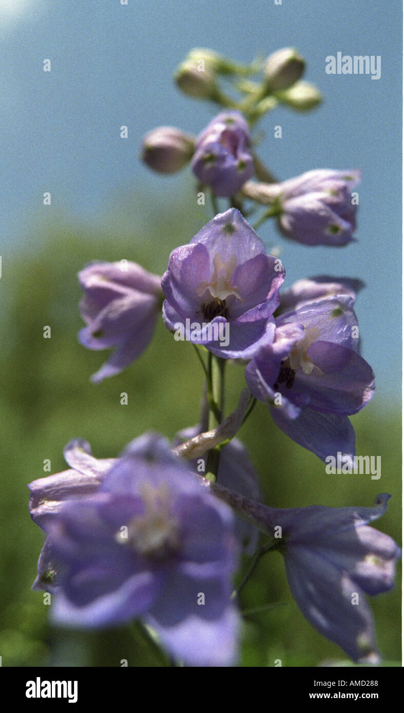 Tall blue herbacious plant hi-res stock photography and images - Alamy