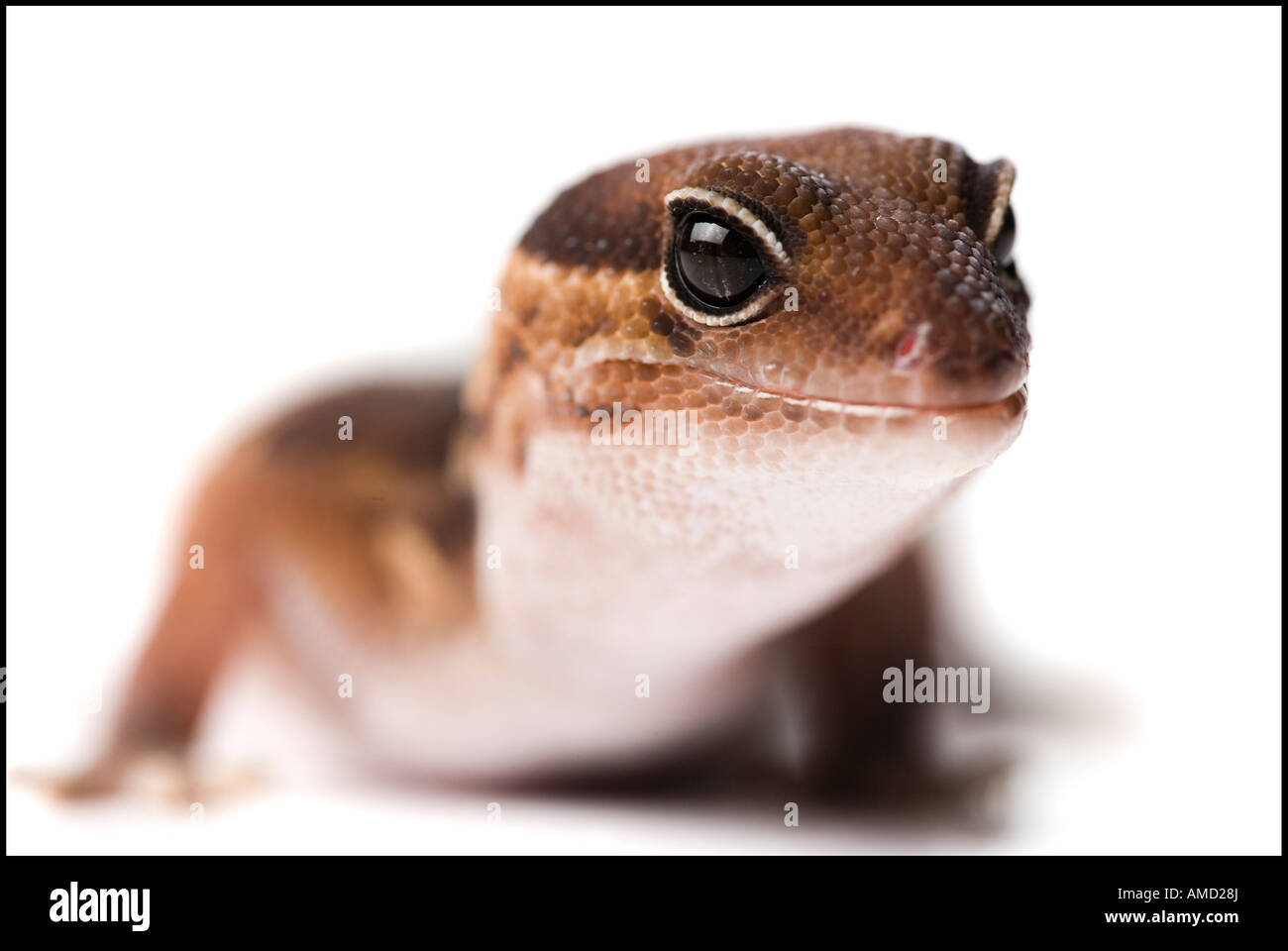 Closeup of lizard Stock Photo - Alamy