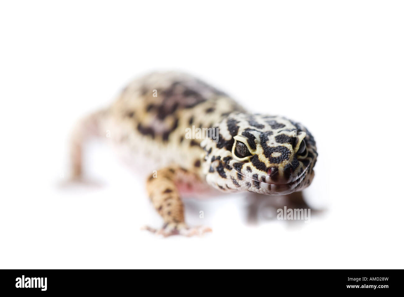 Lizards image Cut Out Stock Images & Pictures - Alamy