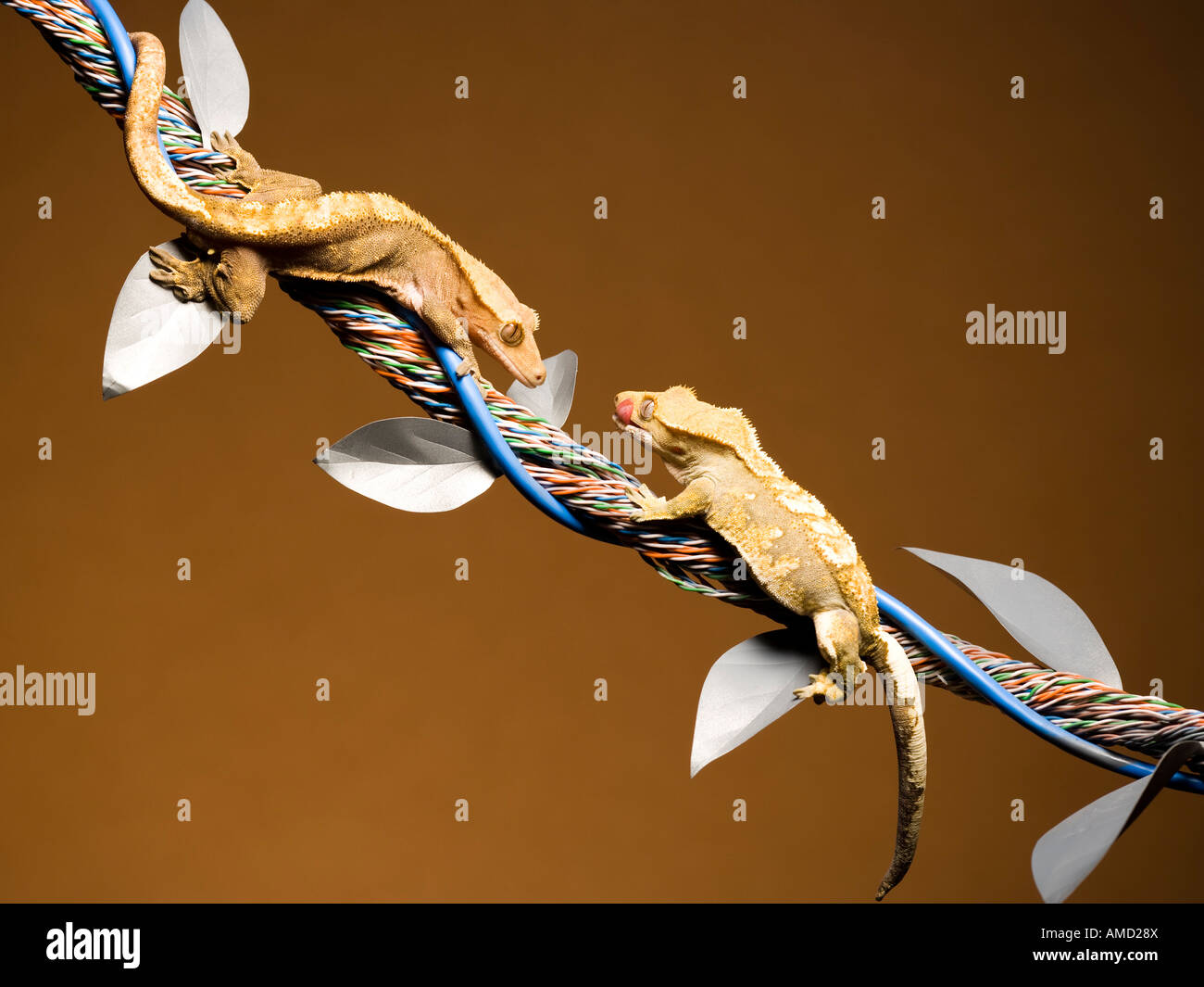 Two lizards on cable with leaves Stock Photo - Alamy