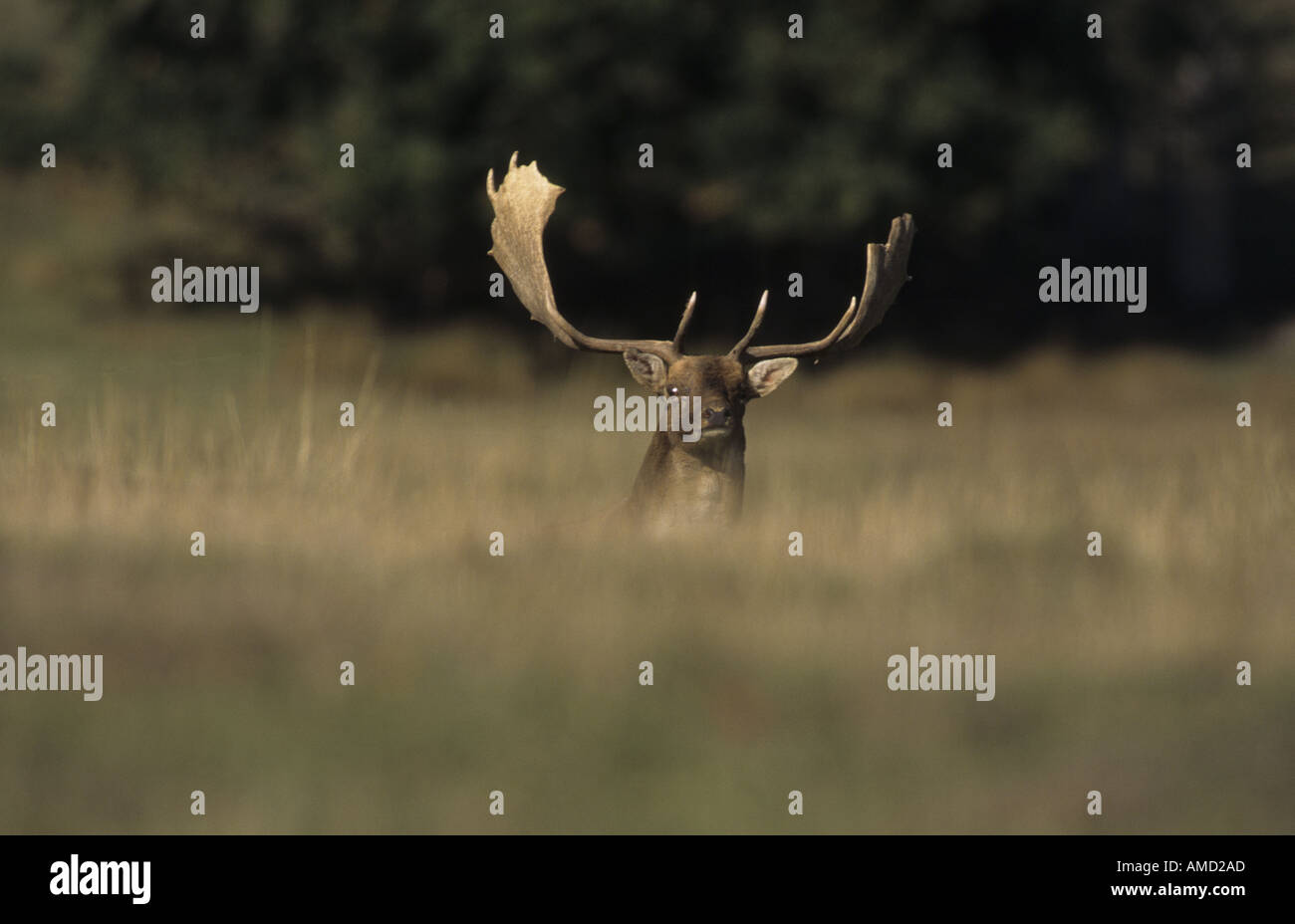 Head popping up hi-res stock photography and images - Alamy