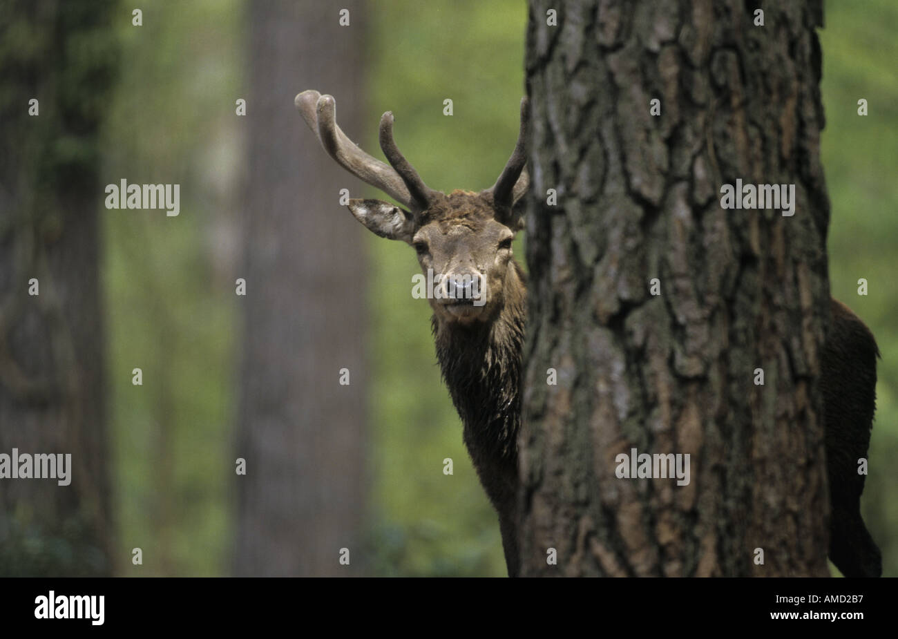 RED DEER STAG HIDING BEHIND TREE UK Stock Photo - Alamy