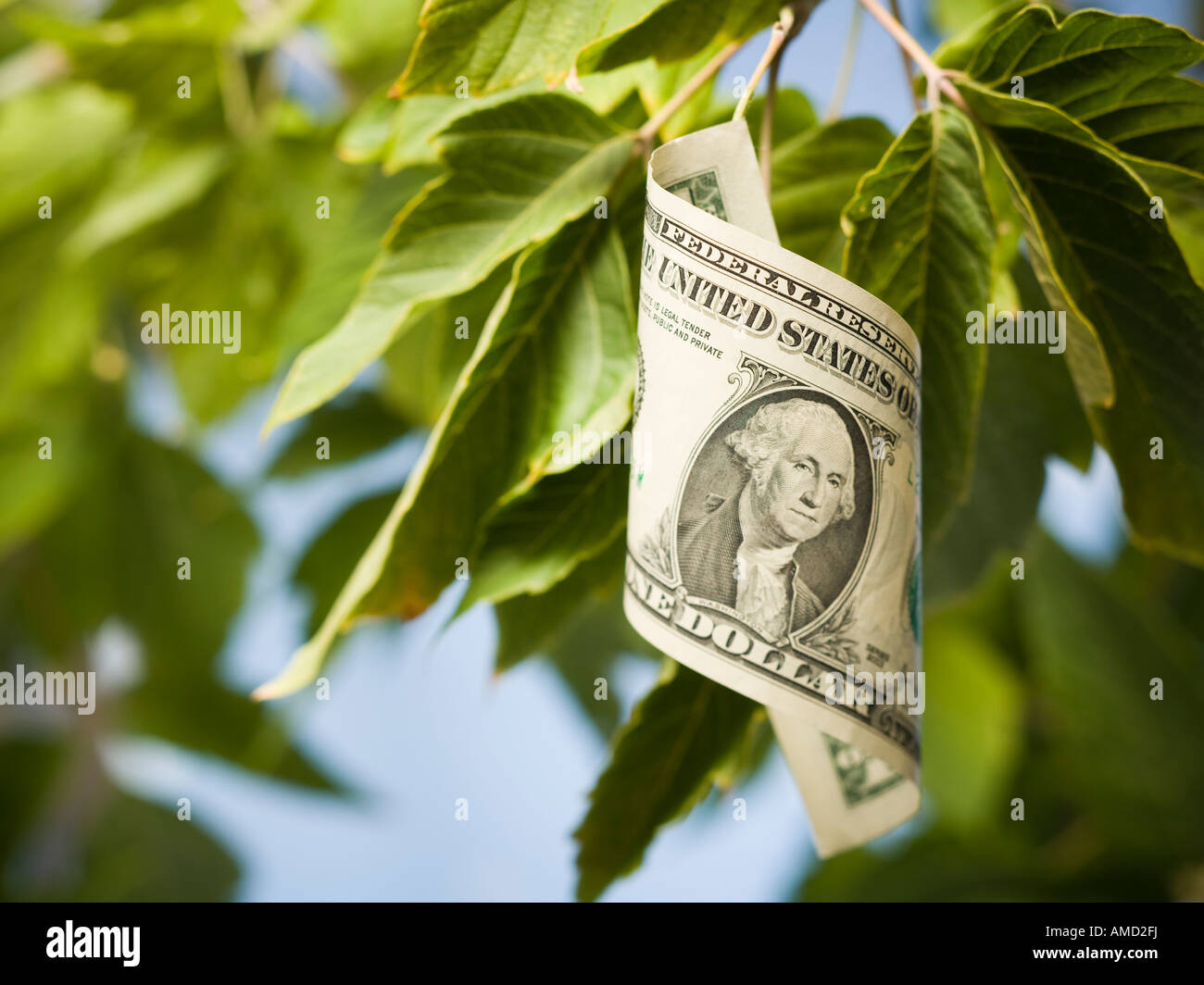 United States one dollar bill on tree with leaves Stock Photo - Alamy