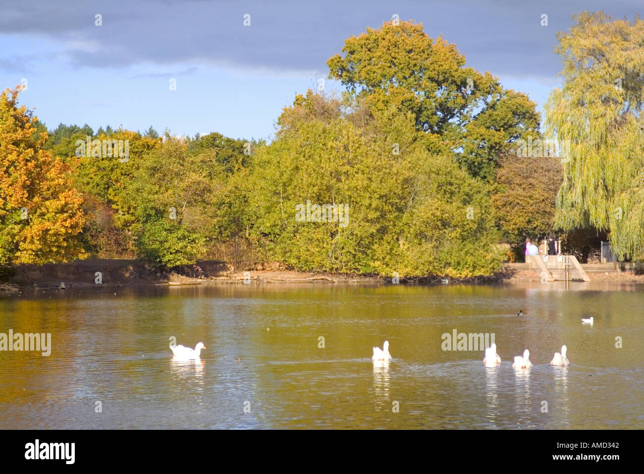 england london enfield trent park country park lake ducks Stock Photo ...