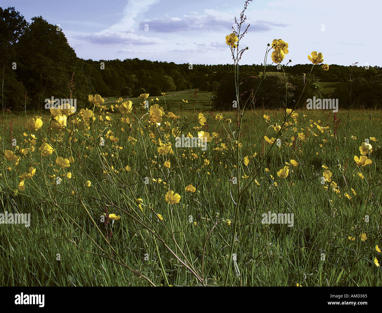 Enfield flower hi-res stock photography and images - Alamy