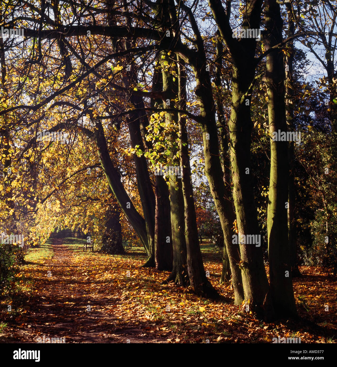 eu europe uk united kingdom great britain england path though trees ...