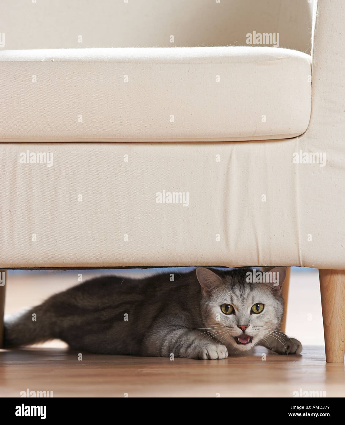 behaviour : British Shorthair cat under chair Stock Photo - Alamy