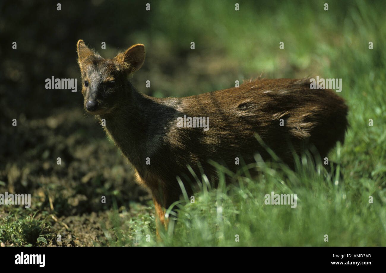 CHILEAN PUDU DEER WALKING IN GRASS Stock Photo - Alamy