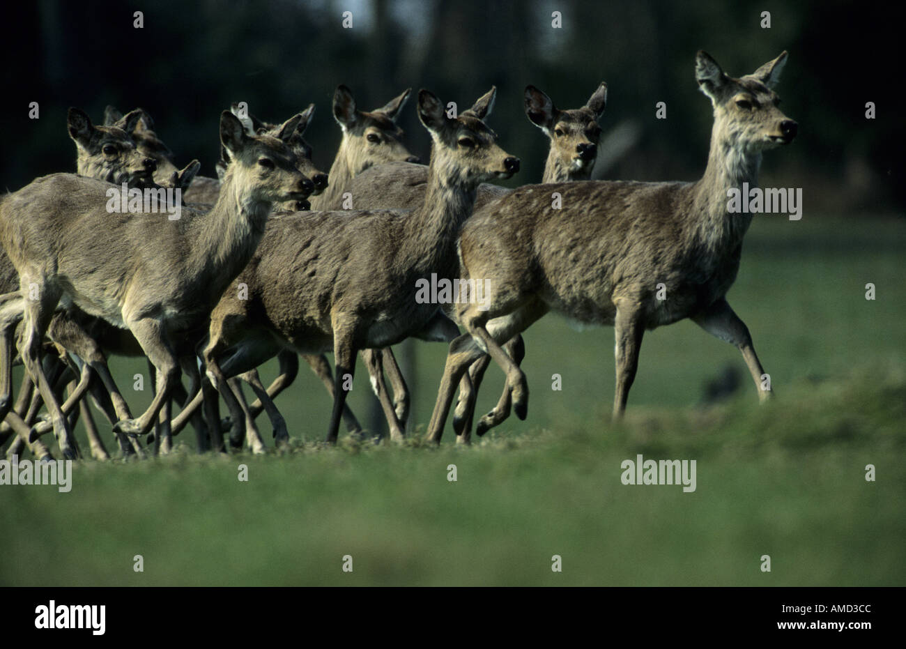 SILKA DEER DOES GALLOPING Stock Photo - Alamy