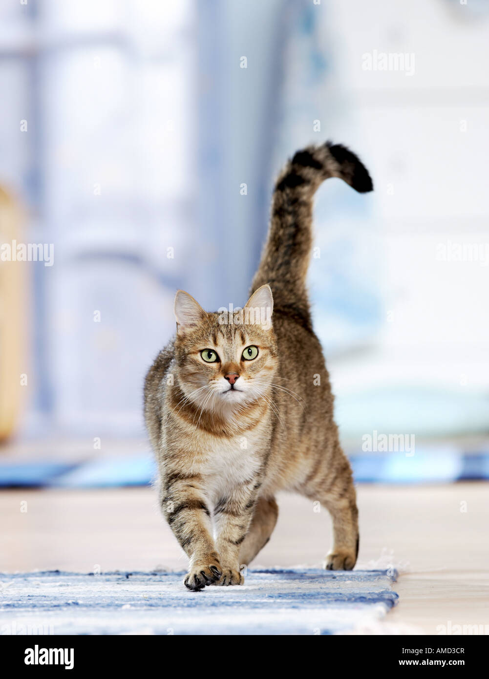 domestic cat - walking Stock Photo - Alamy