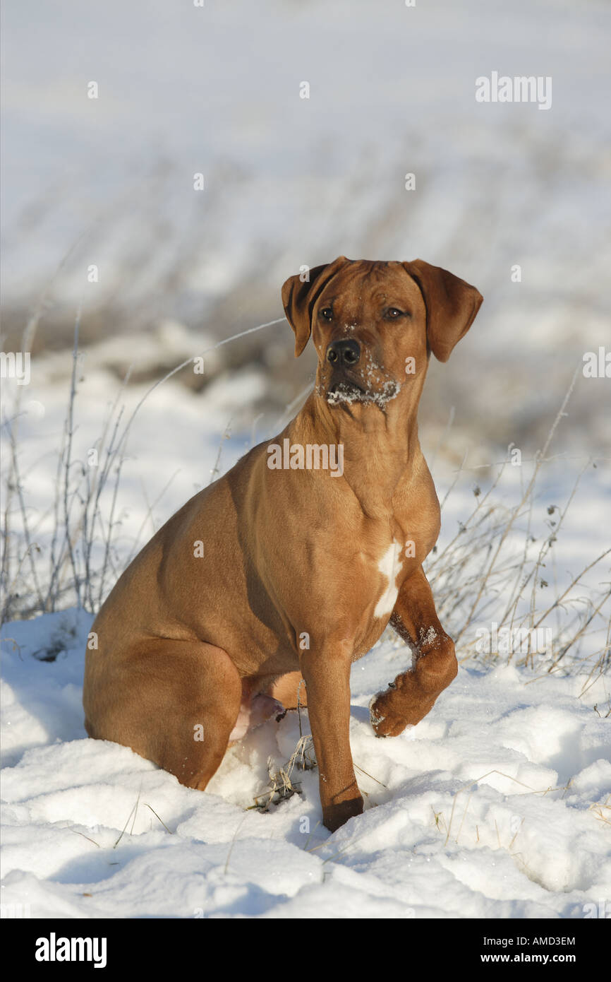 Rhodesian Ridgeback dog - sitting in snow Stock Photo - Alamy