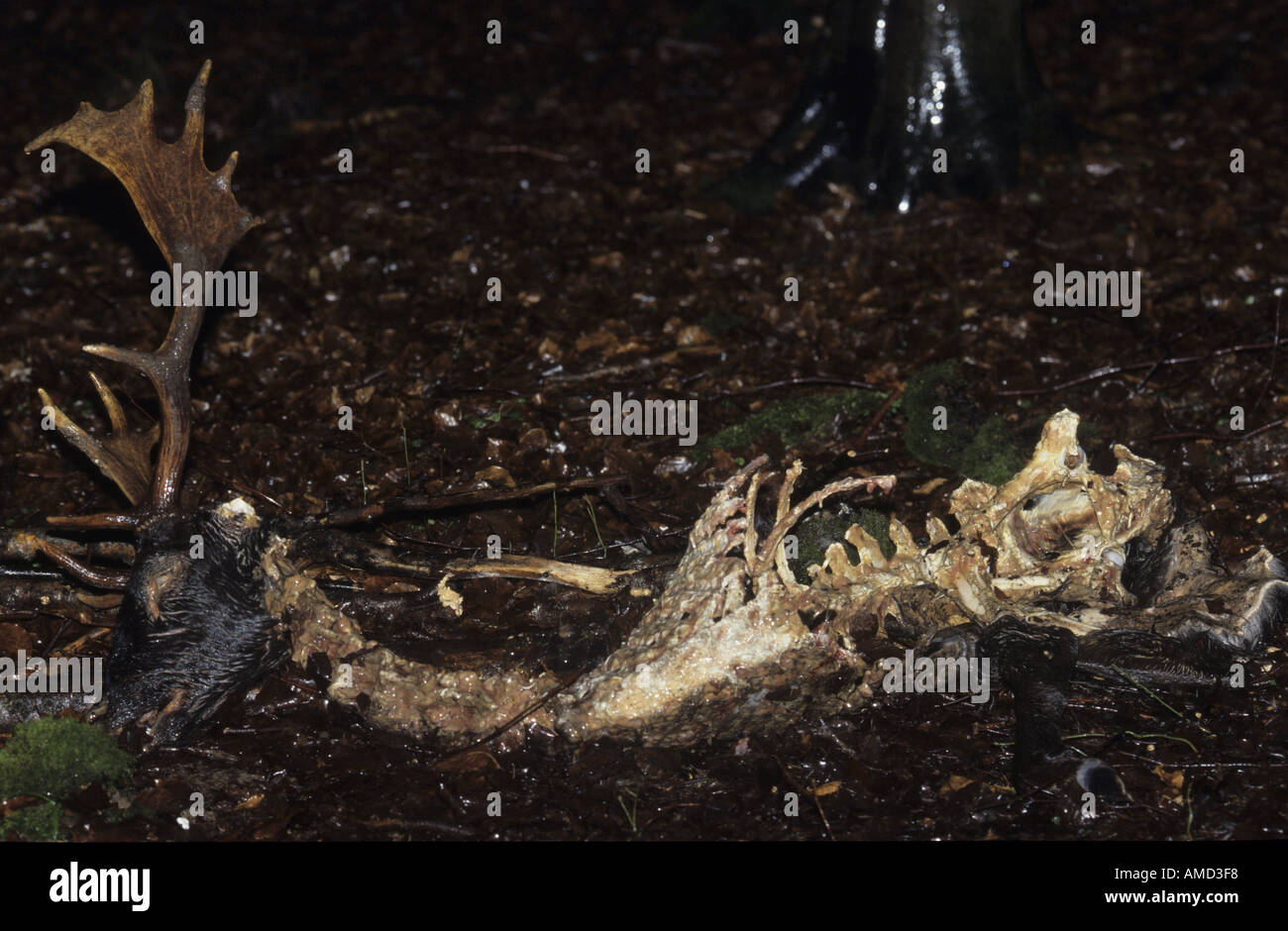 FALLOW DEER CARCASS STRIPPED IN WOOD UK Stock Photo - Alamy