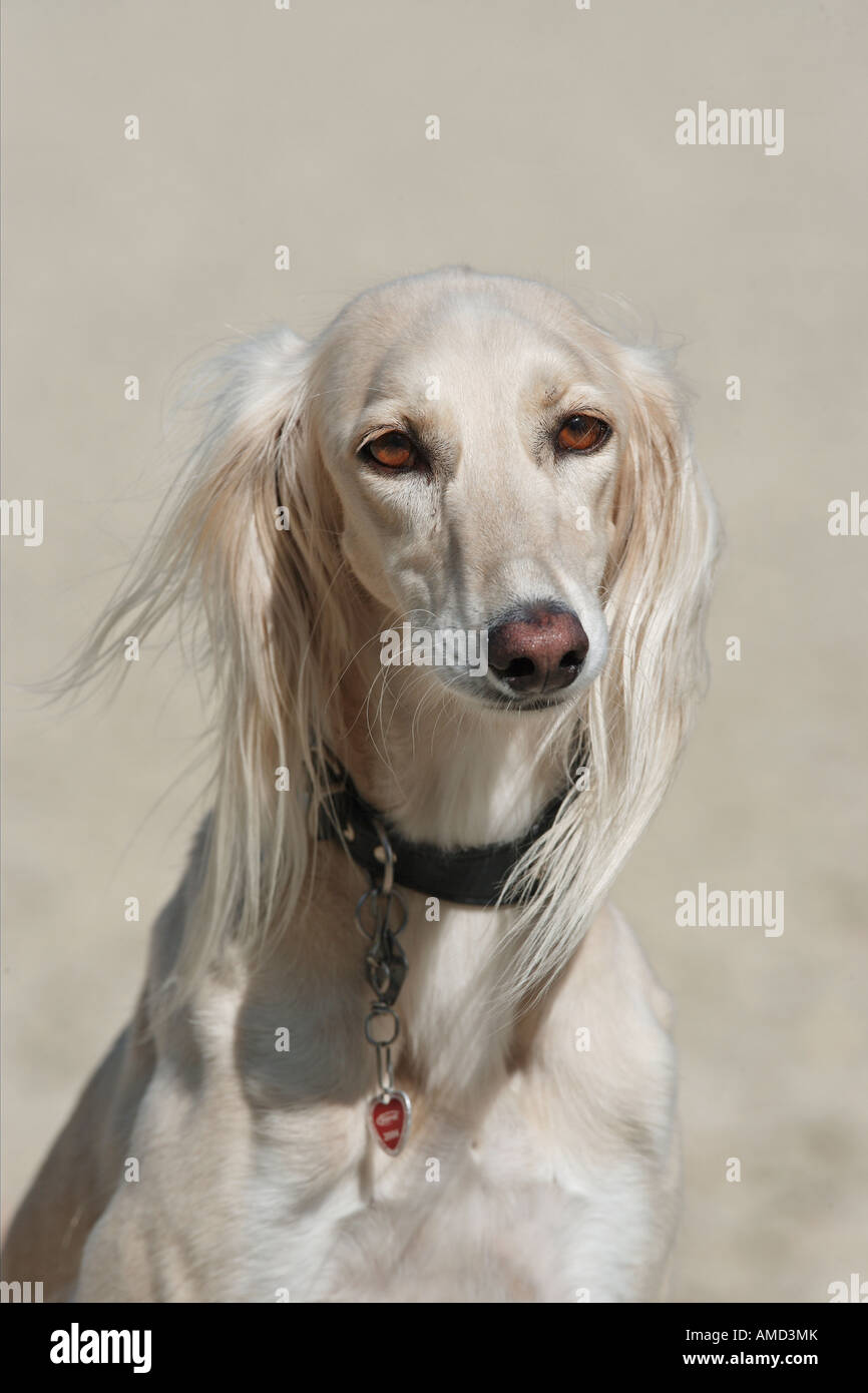 Saluki dog - portrait Stock Photo - Alamy