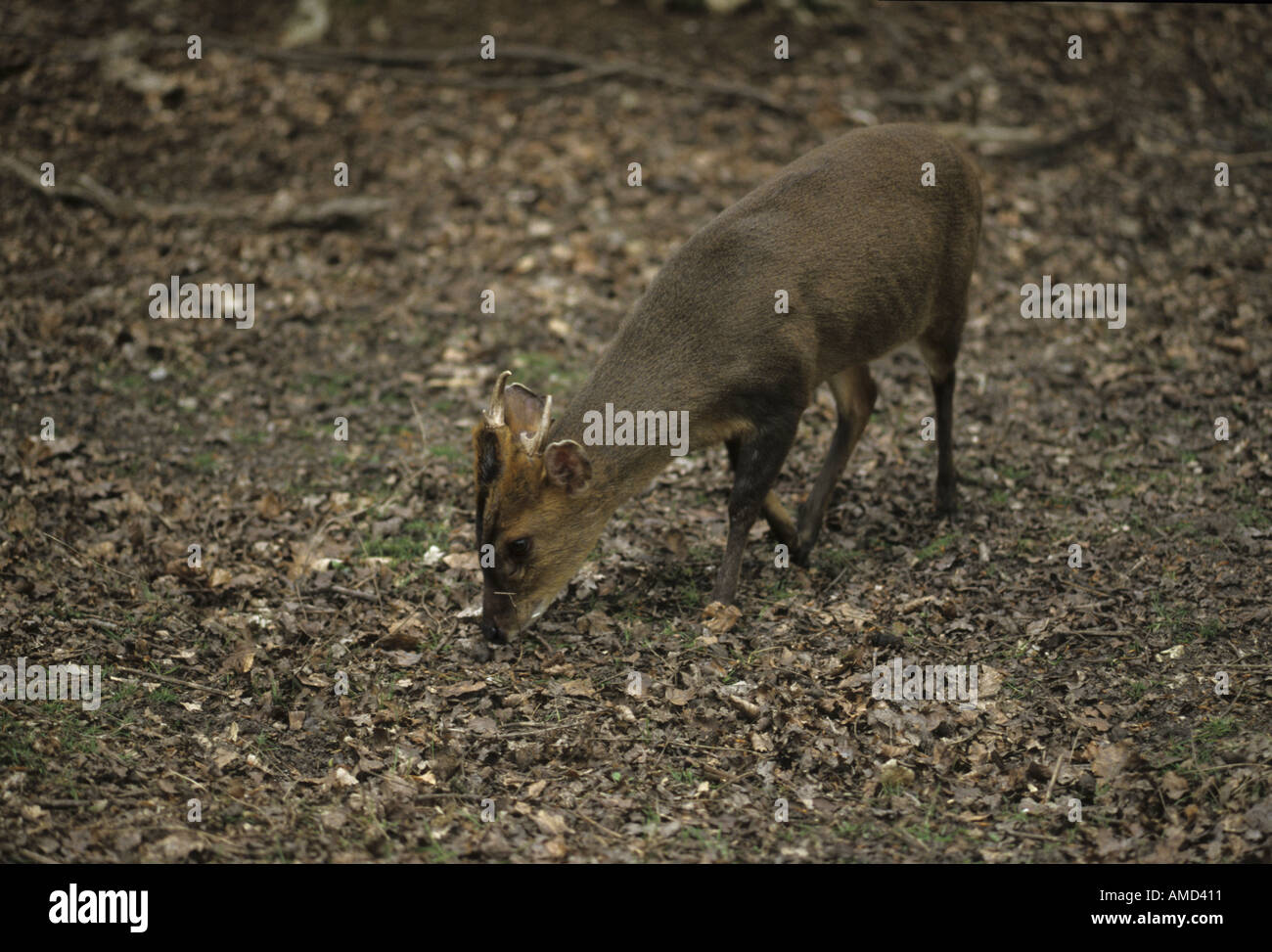 MUNTJAC DEER IN WOODLAND BUCKS UK Stock Photo - Alamy
