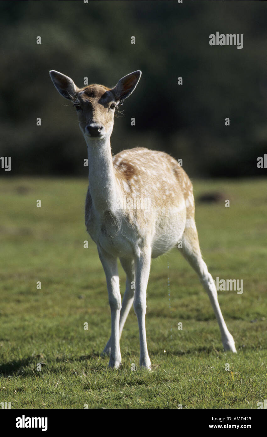 FALLOW DEER DOE SUSSEX UK Stock Photo - Alamy