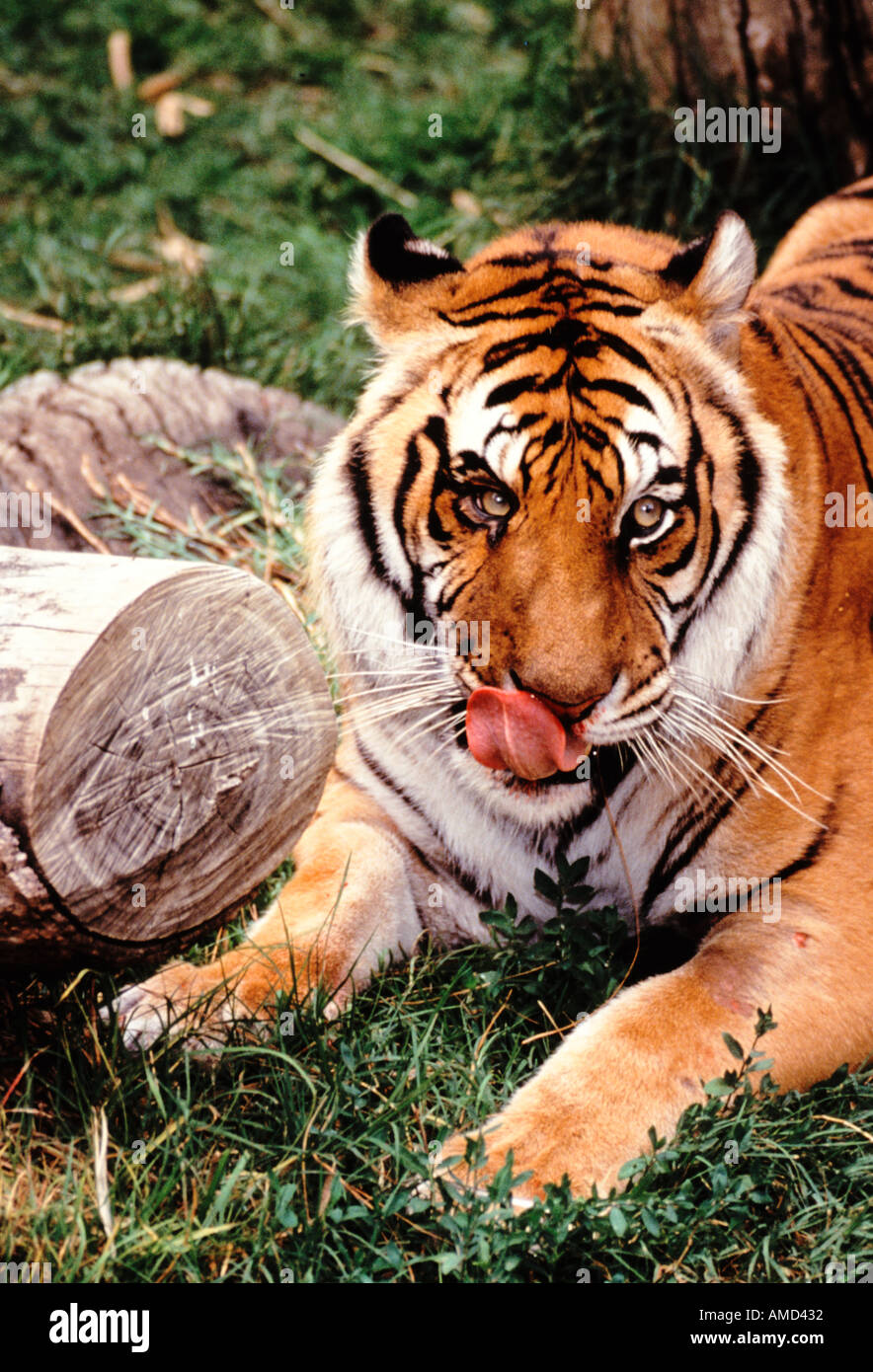 Poweful teeth hi-res stock photography and images - Alamy