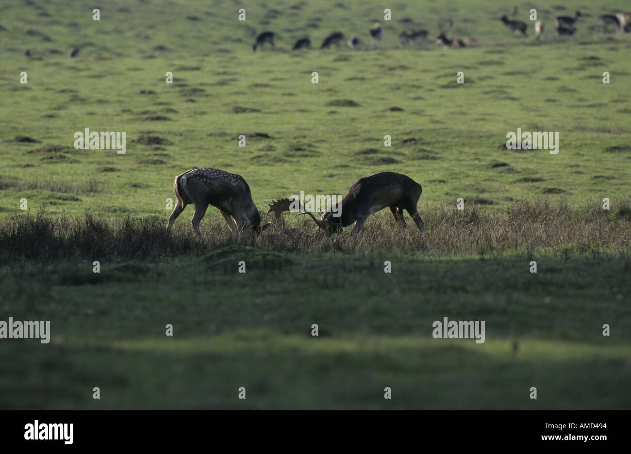 Strong stags hi-res stock photography and images - Alamy