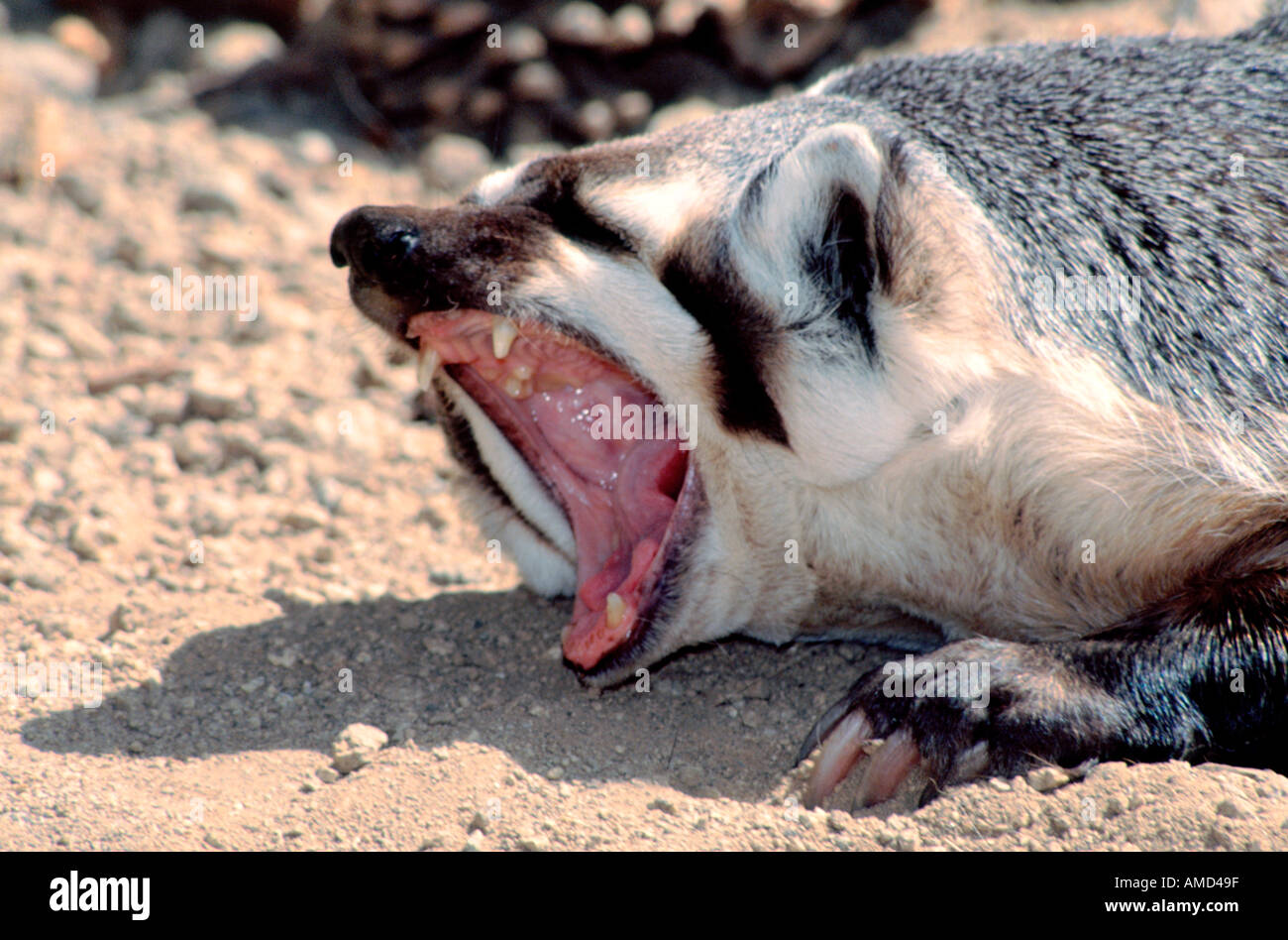 Badger tail hi-res stock photography and images - Alamy