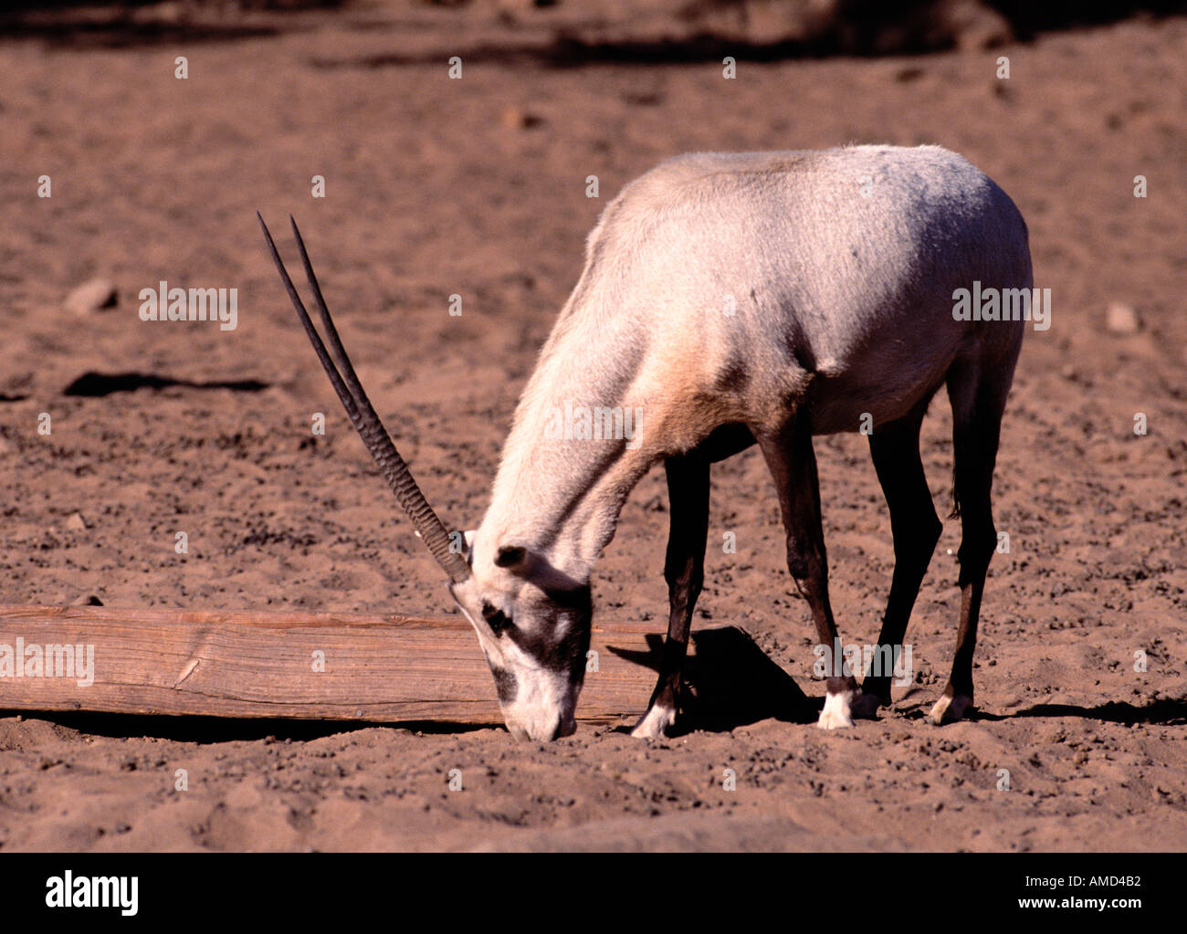 Elegant markings range hi-res stock photography and images - Alamy