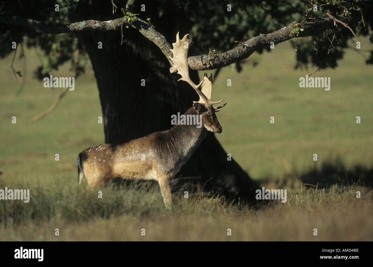 Rubbing antlers on hi-res stock photography and images - Alamy