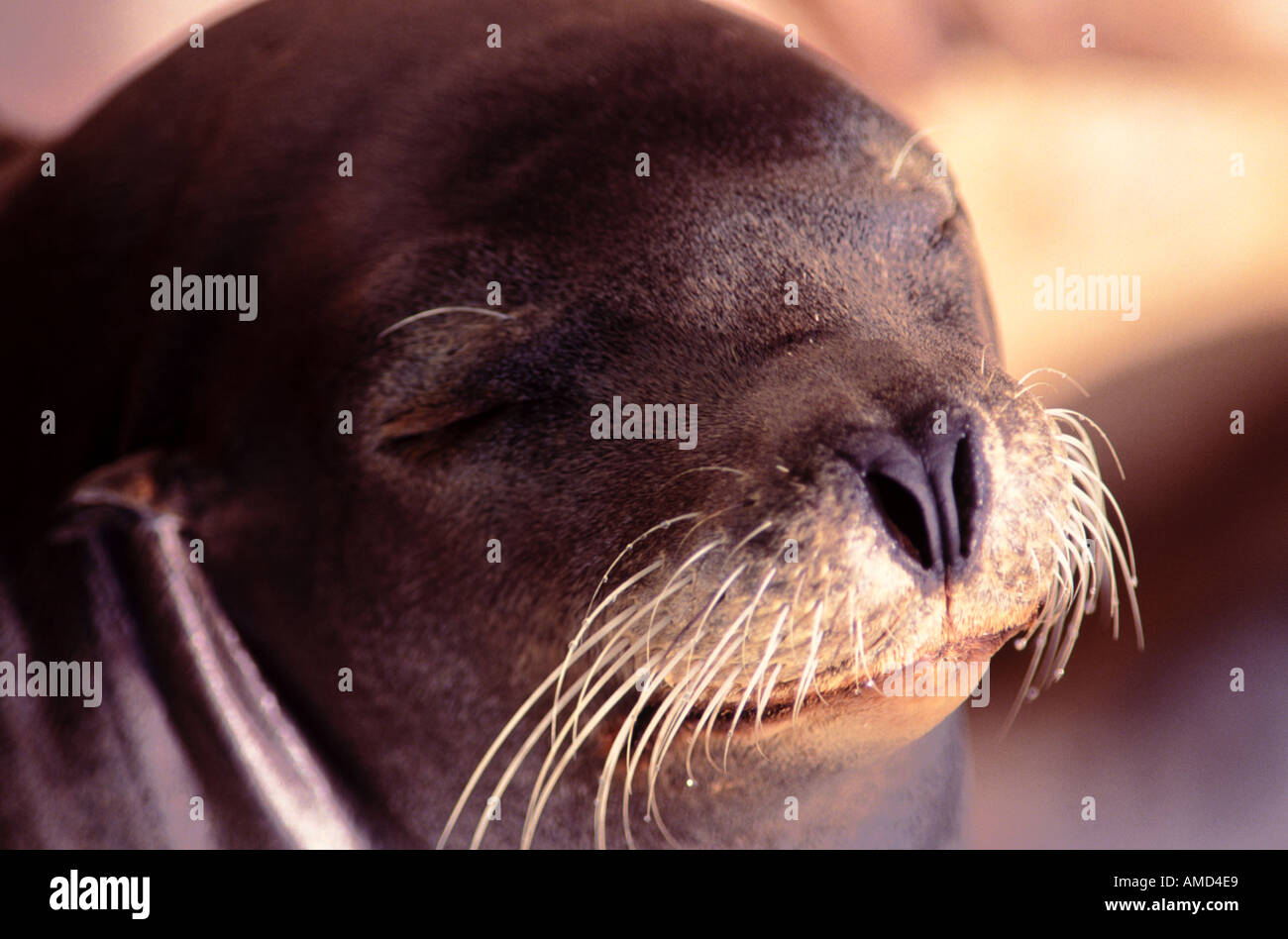 California Sea Lion Stock Photo - Alamy