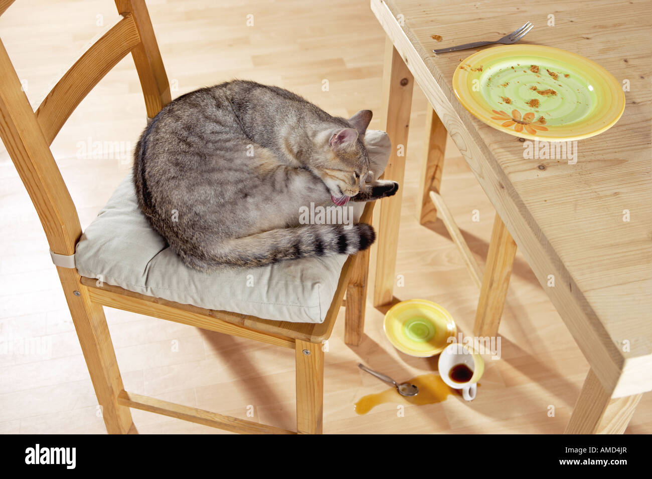 bad habit : domestic cat at table Stock Photo - Alamy