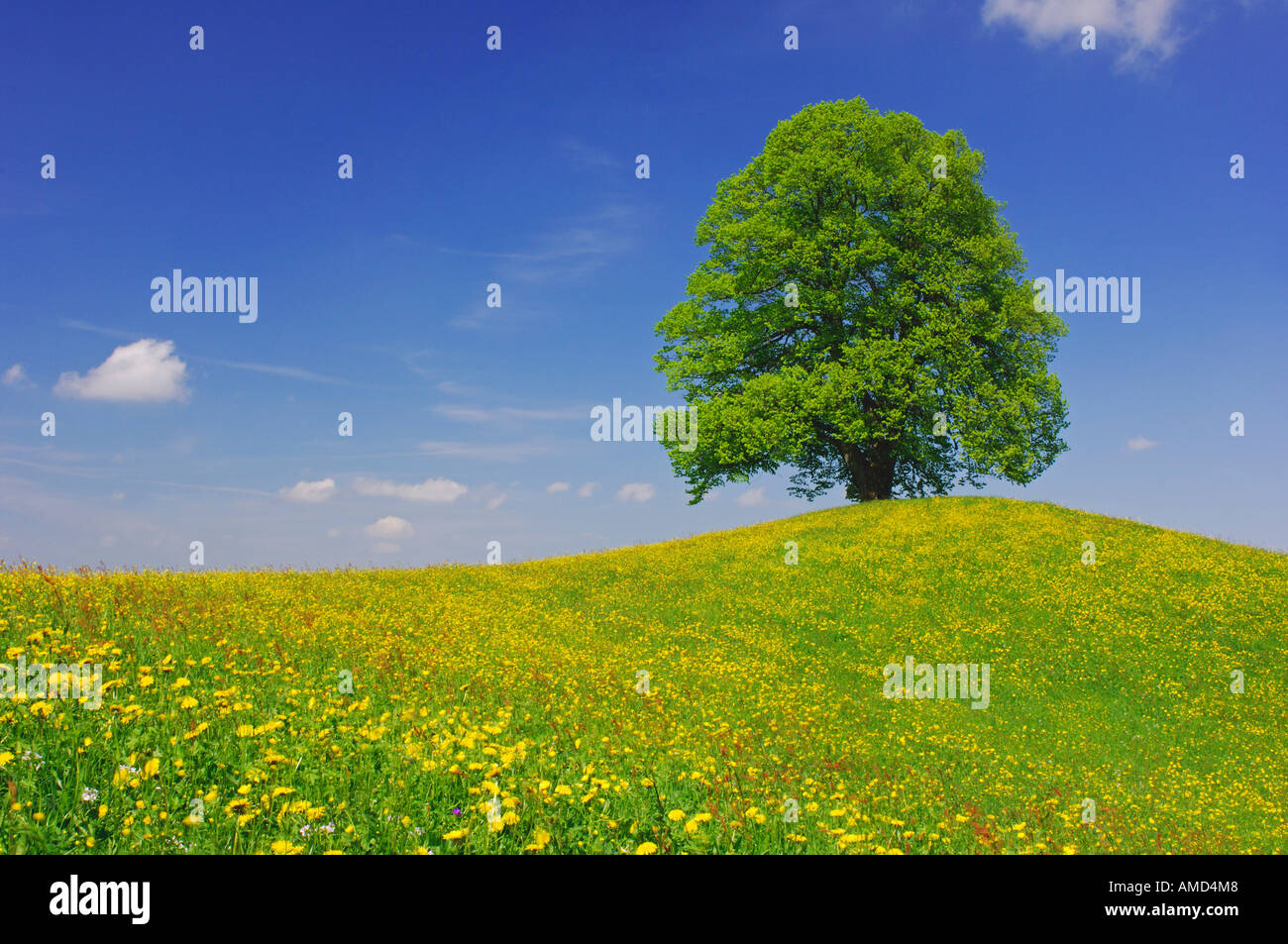 Tree on Hill, Canton of Zurich, Switzerland Stock Photo - Alamy