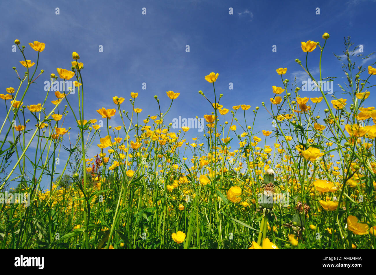 Sky and flora hi-res stock photography and images - Alamy