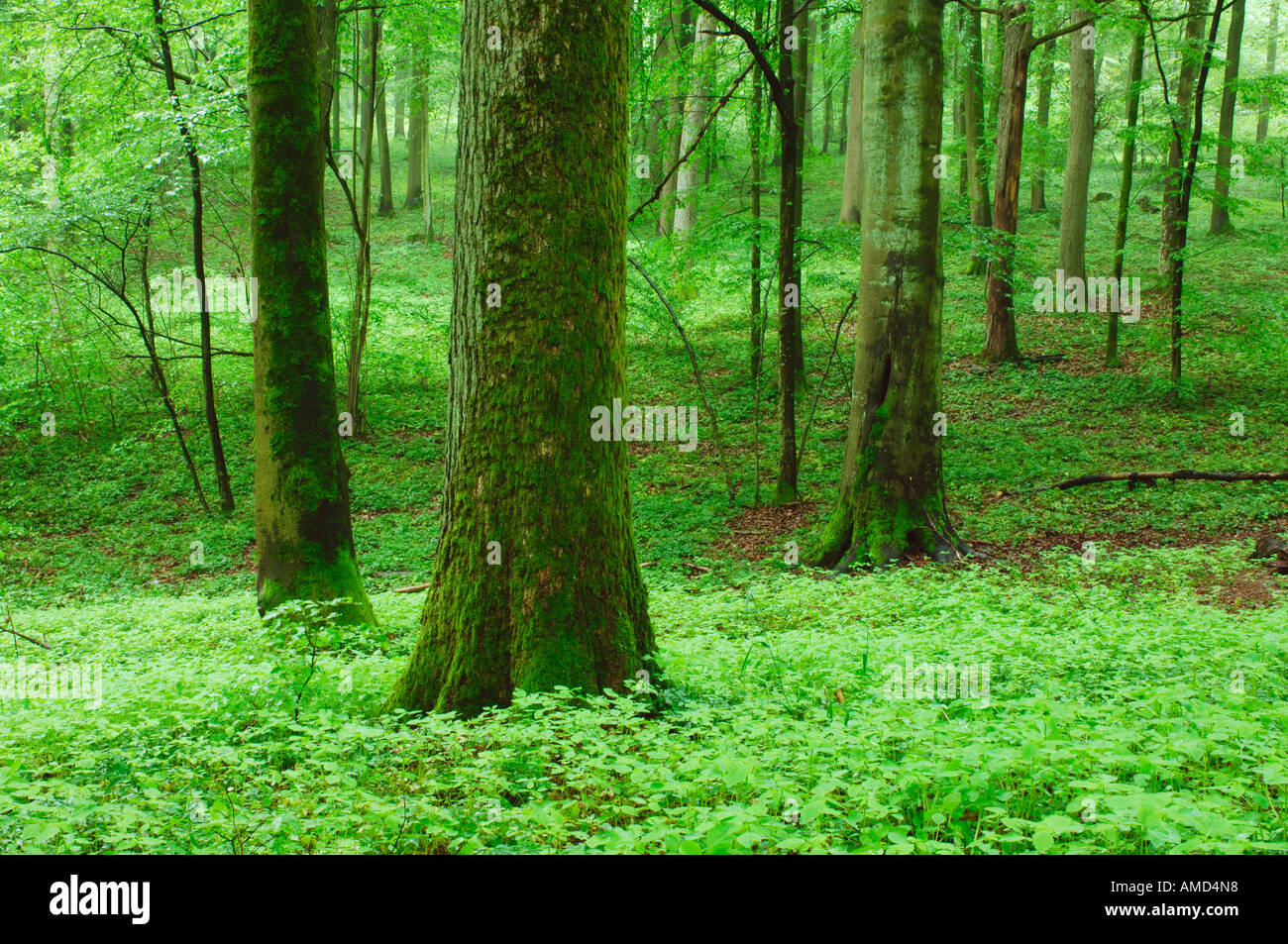 Deciduous Forest in Spring, Spessart, Bavaria, Germany Stock Photo - Alamy