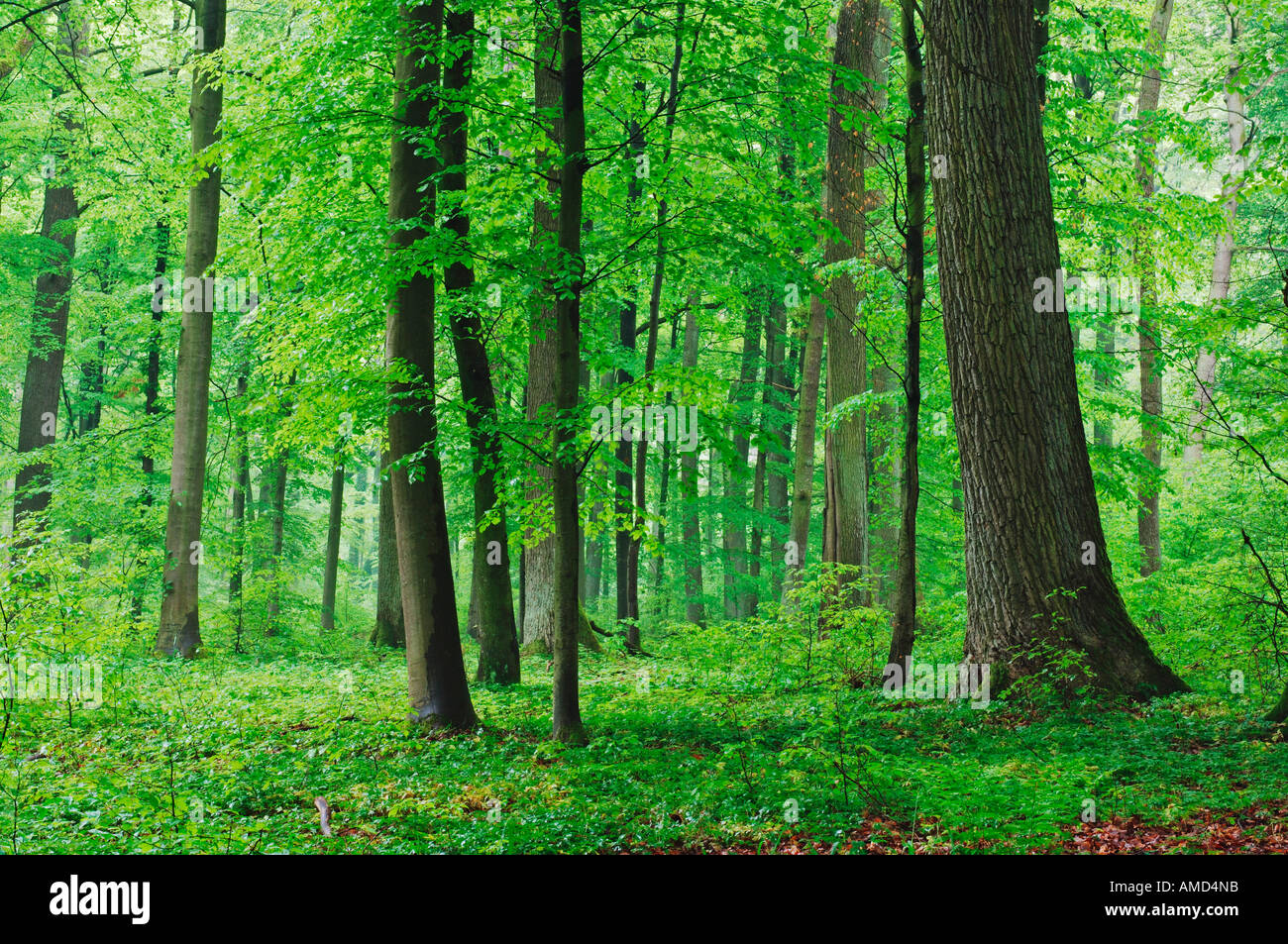 Deciduous Forest in Spring, Spessart, Bavaria, Germany Stock Photo - Alamy