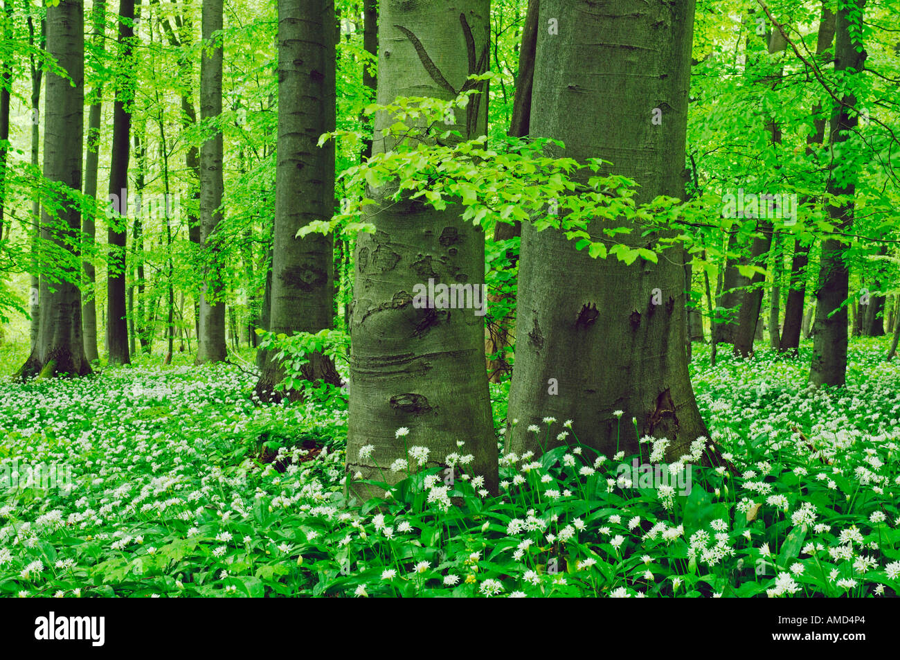Park blossoming ramson hi-res stock photography and images - Alamy