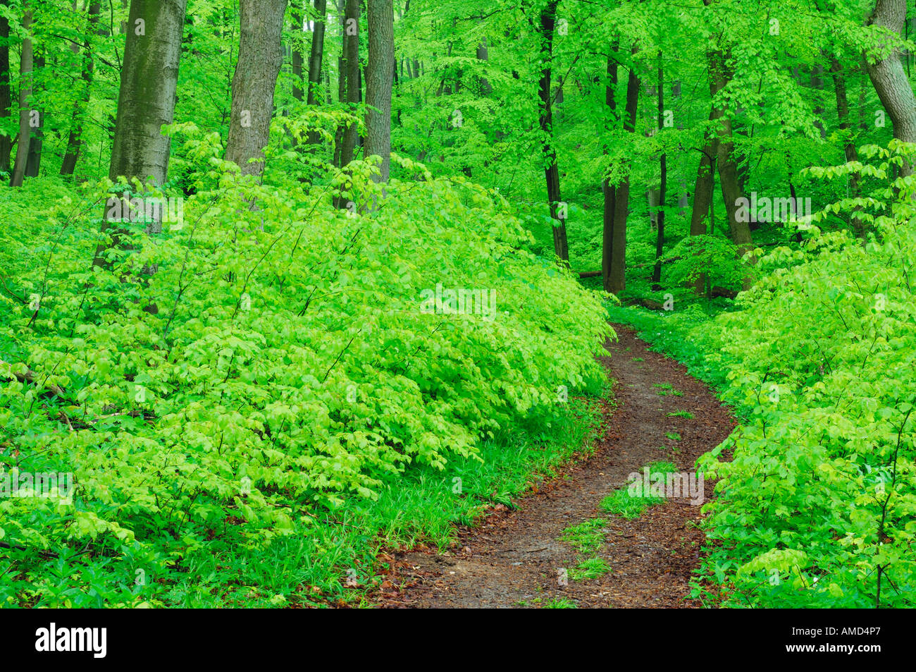 Woodland path without people hi-res stock photography and images - Alamy