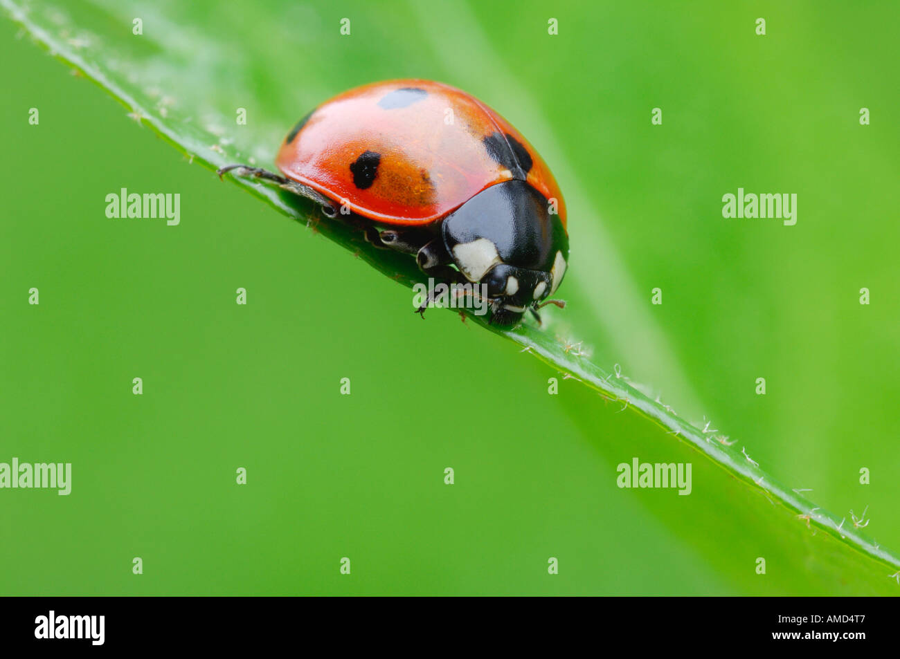 Shine ladybug hi-res stock photography and images - Alamy