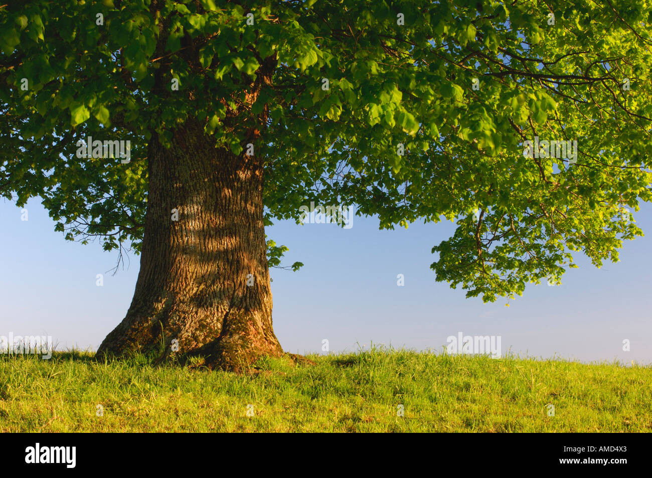 Lime Tree, Bavaria, Germany Stock Photo - Alamy