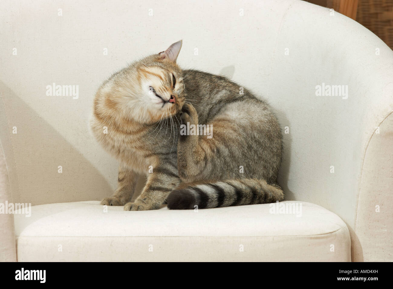 Cats scratching chair hi-res stock photography and images - Alamy