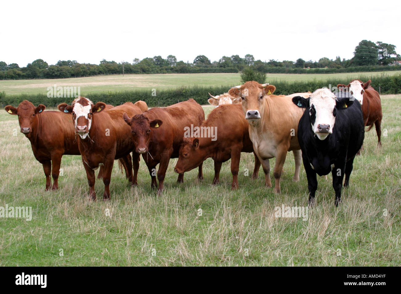 Cattle in a field Stock Photo - Alamy