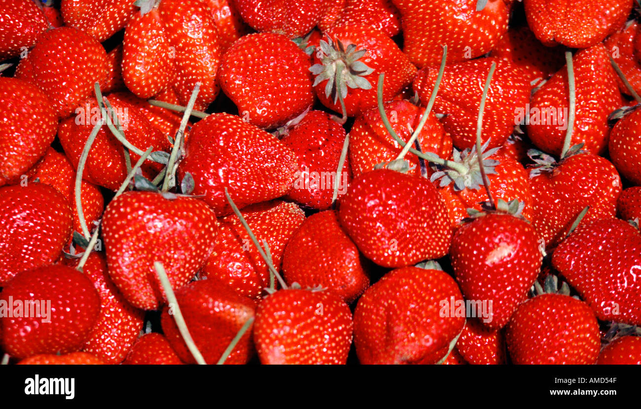 Strawberries share hi-res stock photography and images - Alamy