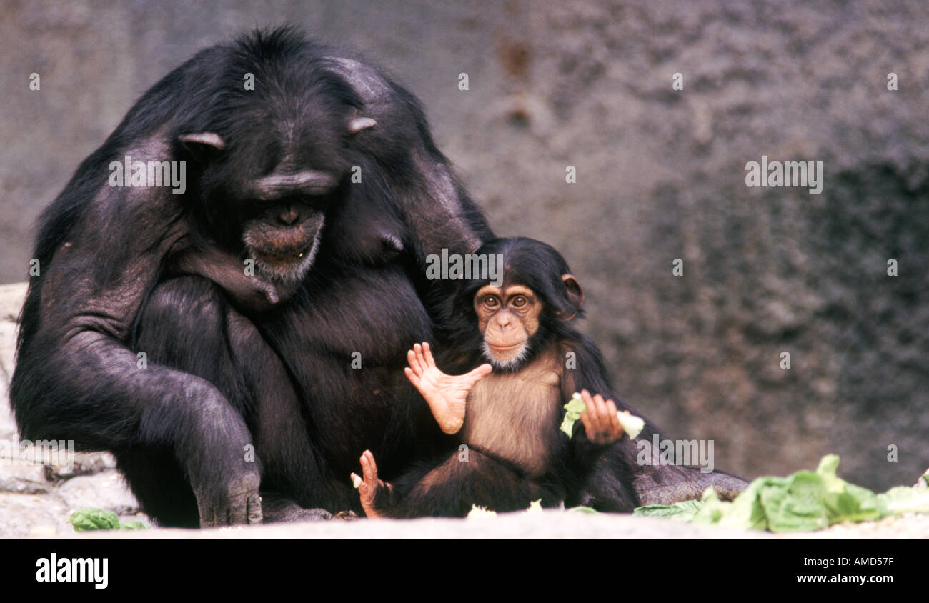 Chimpanzee mother with baby Stock Photo - Alamy