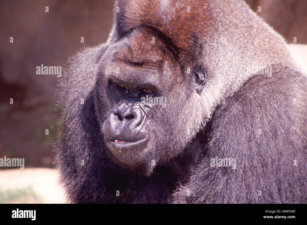 Male Western Lowland Gorilla known as a Silverback Stock Photo - Alamy